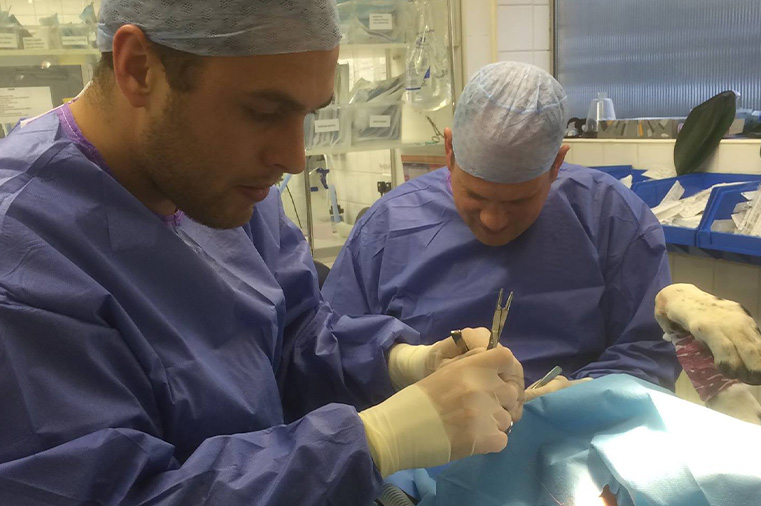 Advanced Surgical Procedures for Pets | Shepton Vets : sheptonvets