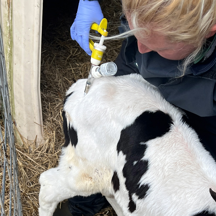 Shepton Vets Farm: Reliable Calf Vaccinations by Experienced Vet Techs ...