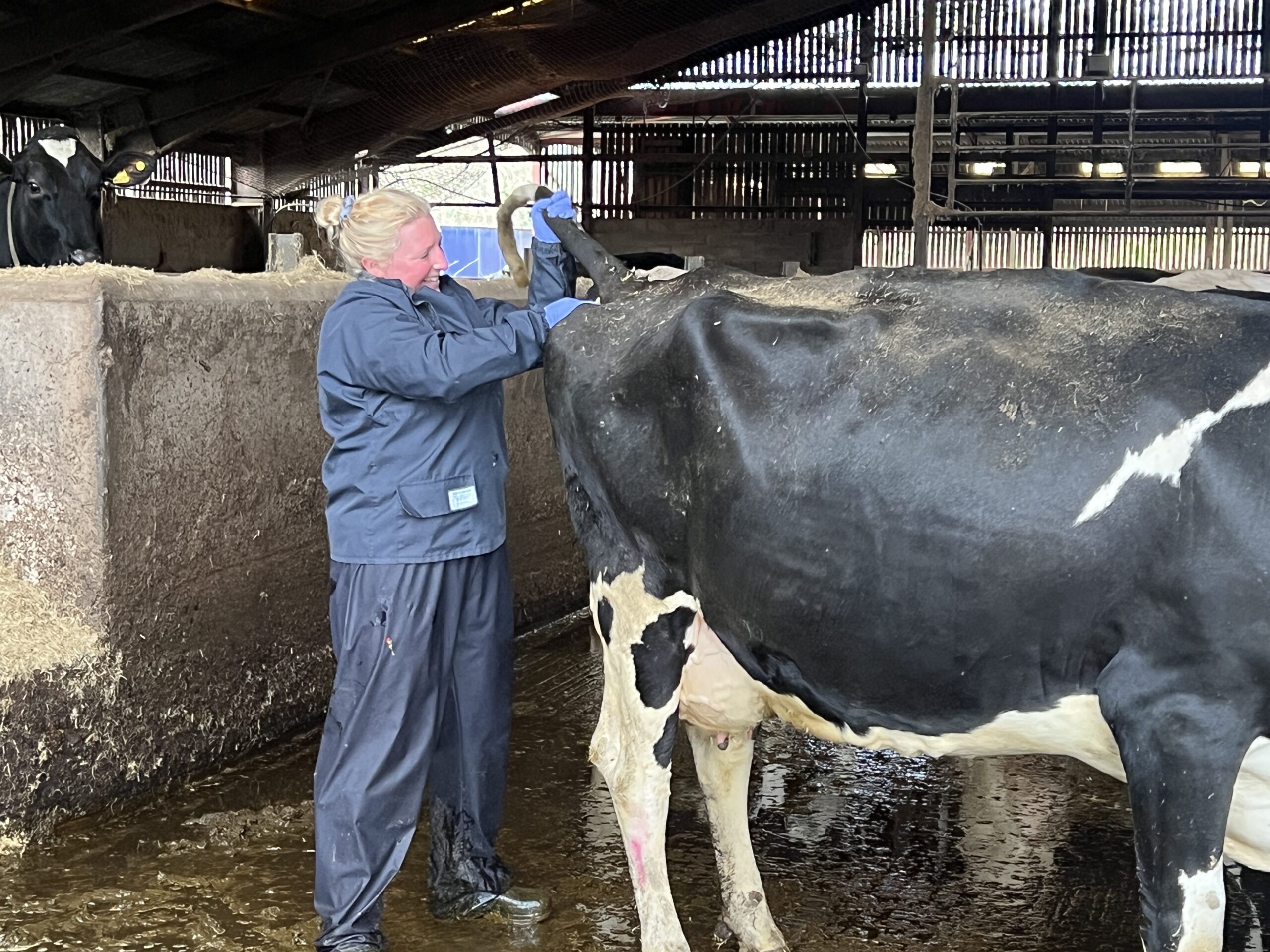 Shepton Vets Farm: Save Time & Money with Farm-Focused Vet Tech ...