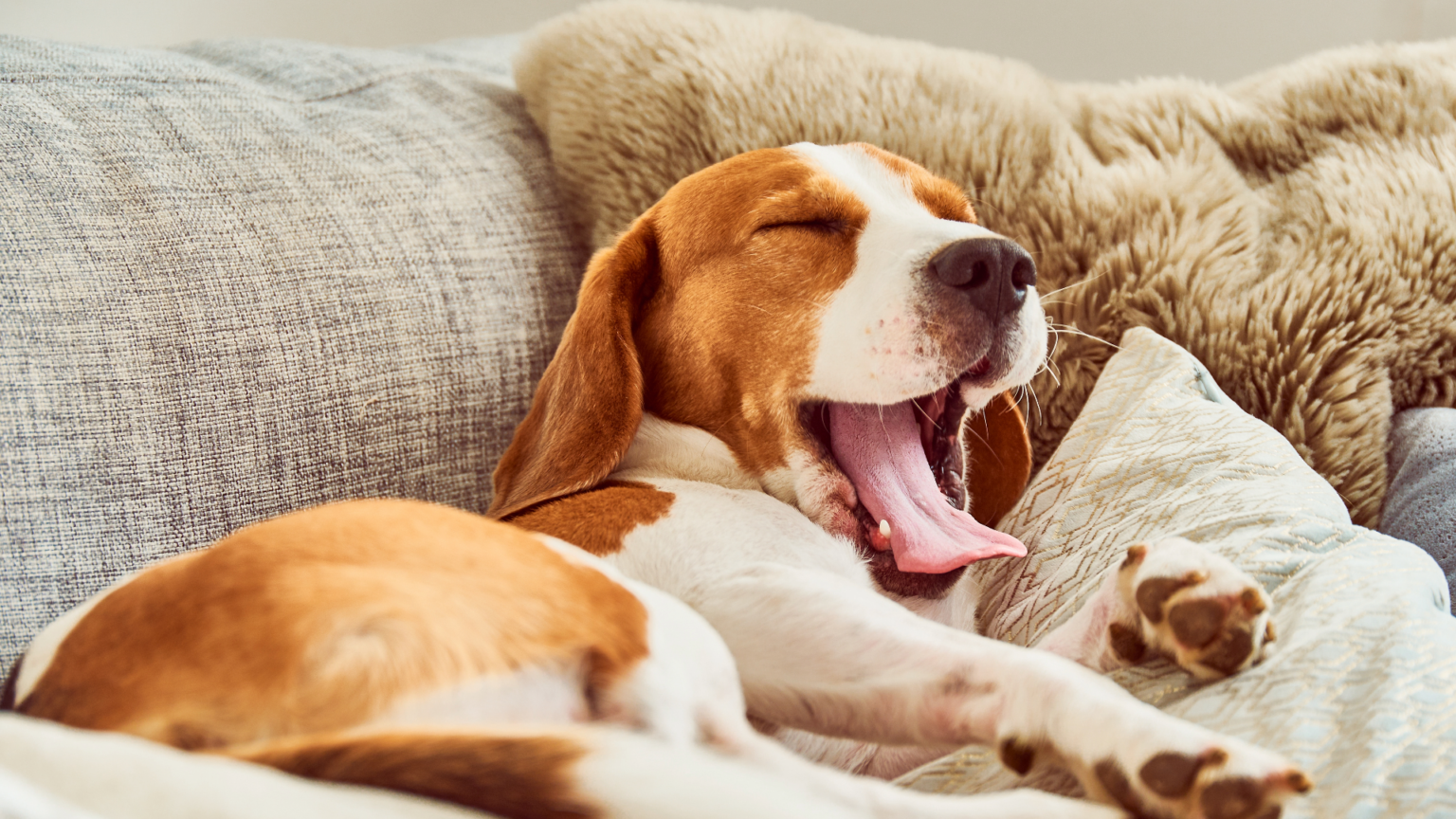 Canine Ladder of Communication: Understanding Dog Body Language ...