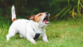 Canine Ladder of Communication: Understanding Dog Body Language ...