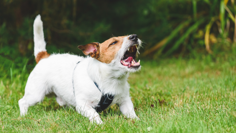 Canine Ladder of Communication: Understanding Dog Body Language ...