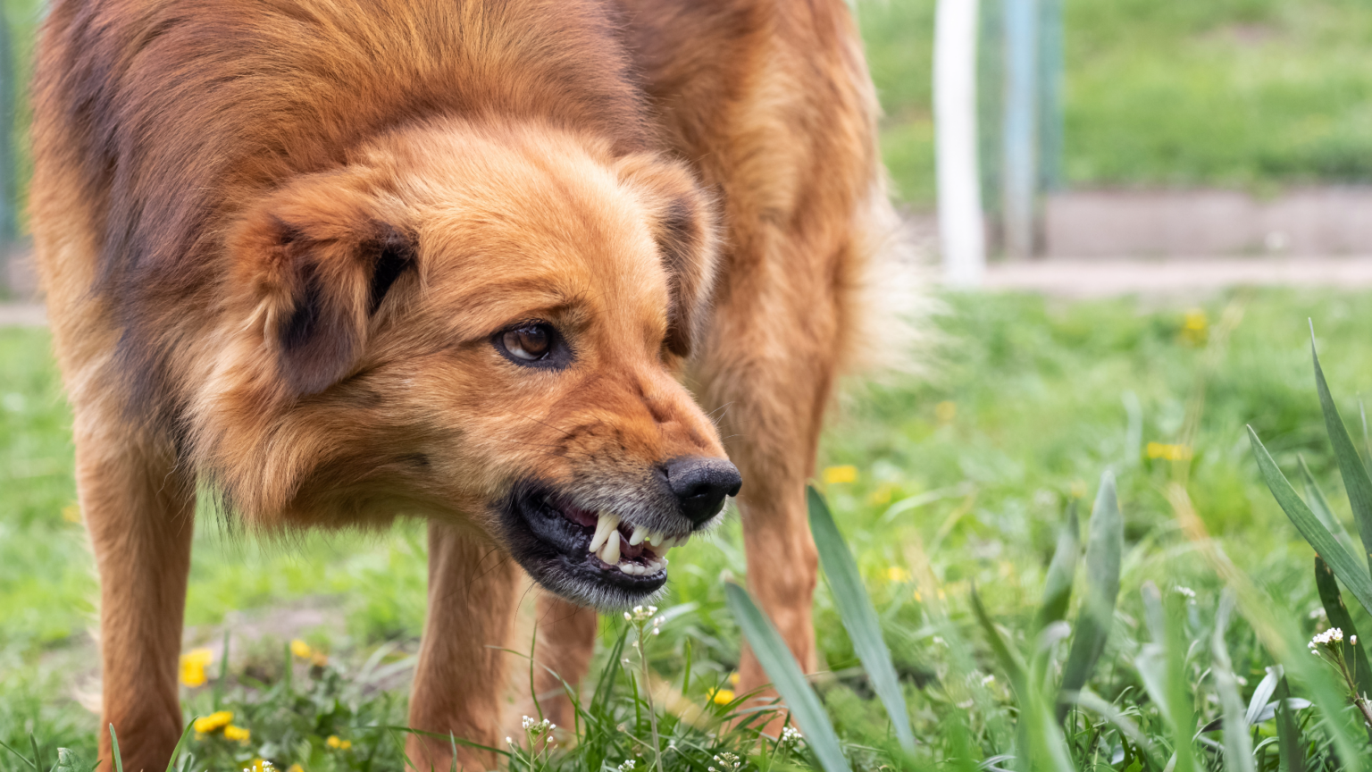 Canine Ladder of Communication: Understanding Dog Body Language ...