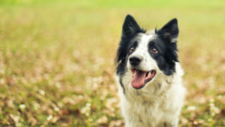 Canine Ladder of Communication: Understanding Dog Body Language ...