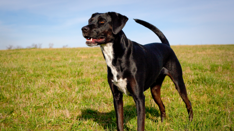 Canine Ladder of Communication: Understanding Dog Body Language ...