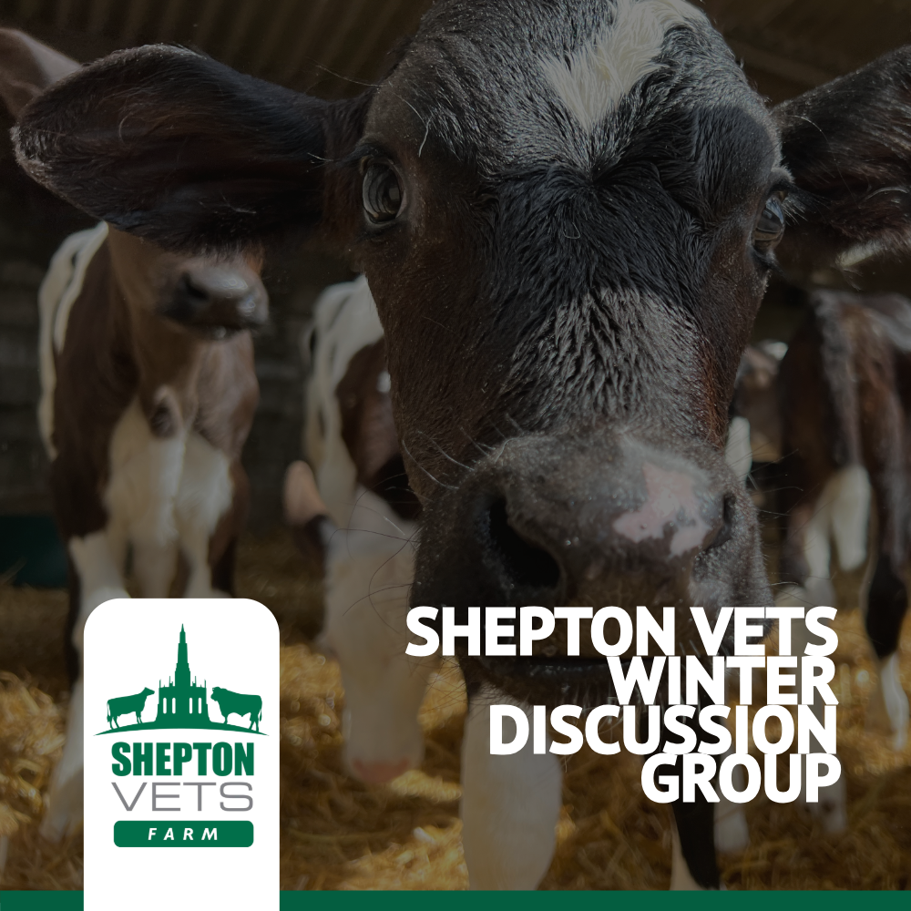 Shepton Vets Farm Disucssion group - The Essentials for Successful Calf ...