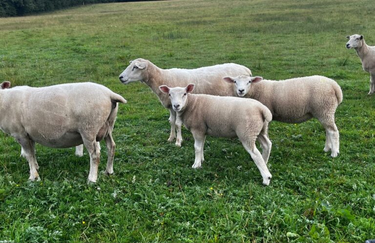 Synchronizing Sheep: A Guide to Successful Lambing : sheptonvets