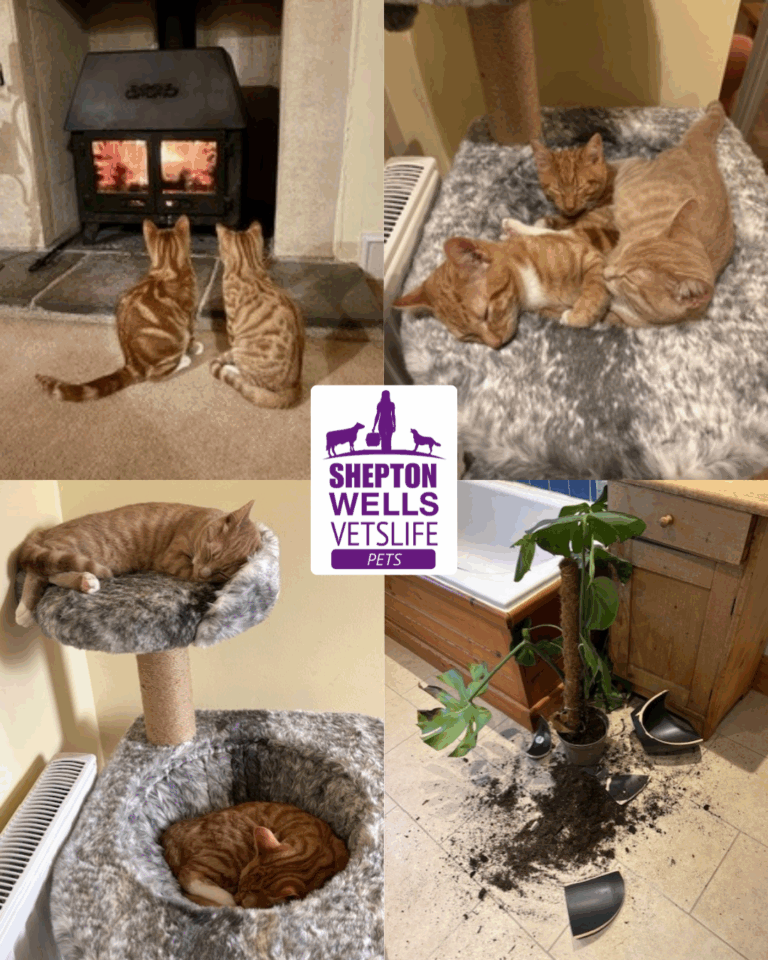 How Cats Protection Helped Make Our Home Feel Whole Again | sheptonvets ...