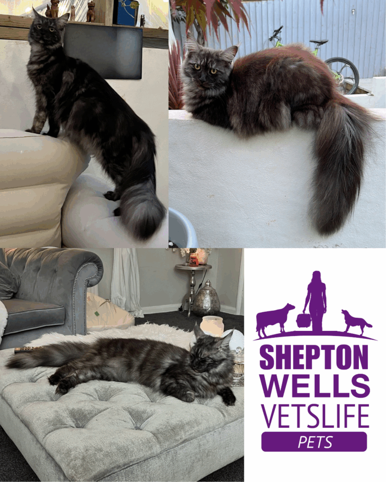 Shepton and Wells Vets Provide Critical Care for Baby – A Cat with ...